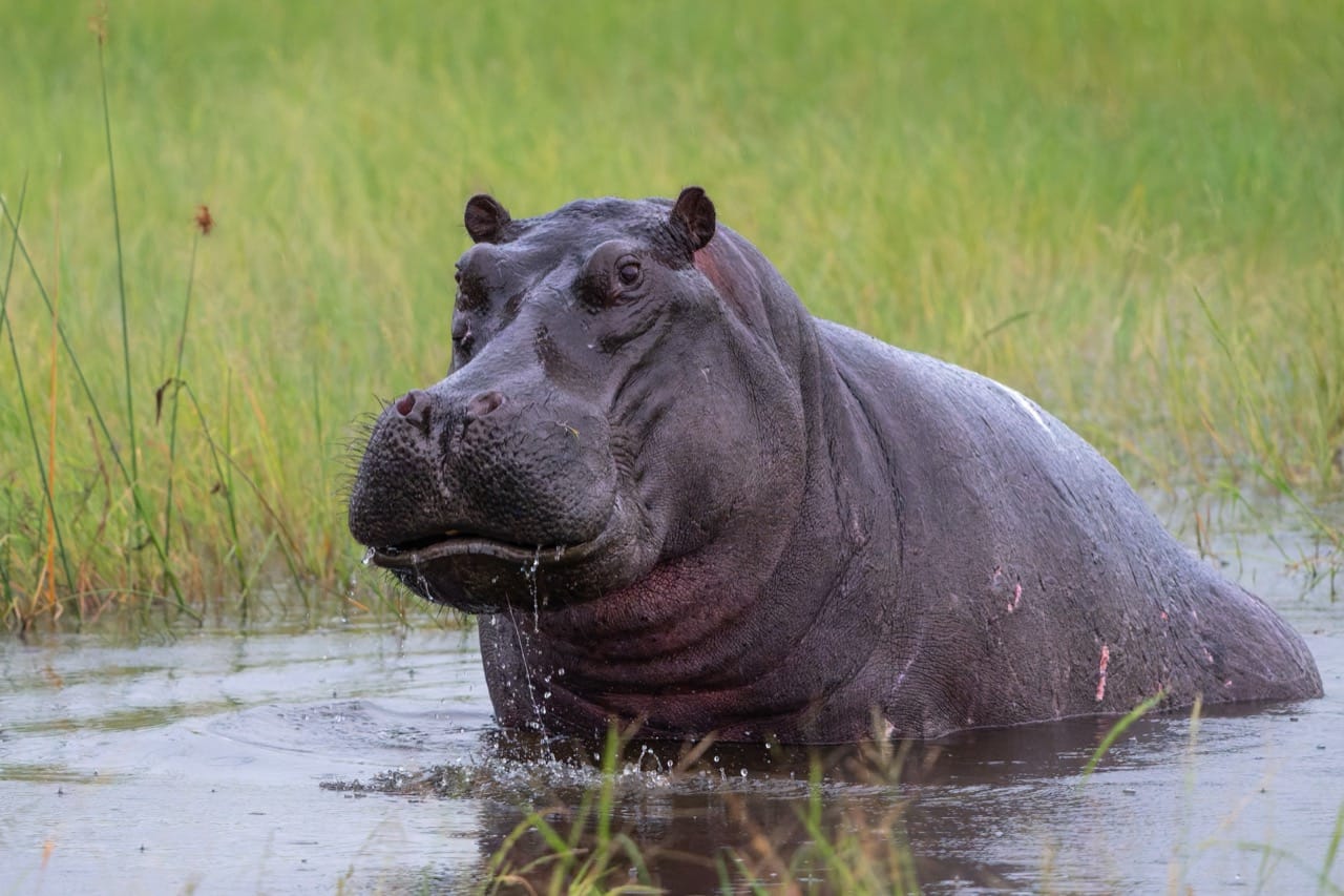 The Hippo's Secret Spa Day - Captions Daily